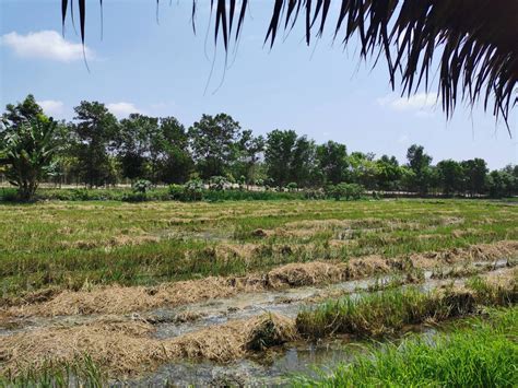 รูป ส้มตำซาดิส หนองตะพาน บ้านค่าย ระยอง หนองตะพาน บ้านค่าย ระยอง