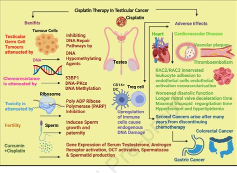 The Latest Findings On Cisplatin Treated Testicular Cancer Download