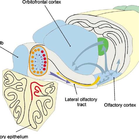 Synaptic Organization Of The Main Olfactory Bulb Diagram Of A Possible Download Scientific