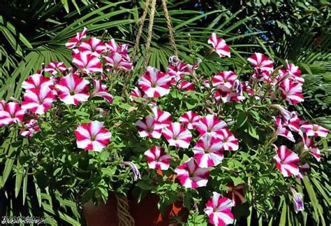 22 Plantas De Sol Forte Folhas E Flores Resistentes Ao Calor Do Verão