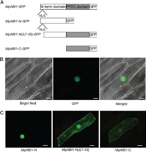 Localization Study Using Gfp Fusion Proteins A Schematic