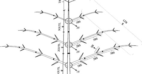 Maxim Tree Essential Insights For Data Optimization