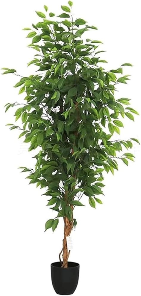 Ficus Benjamin Onestop Homeshop