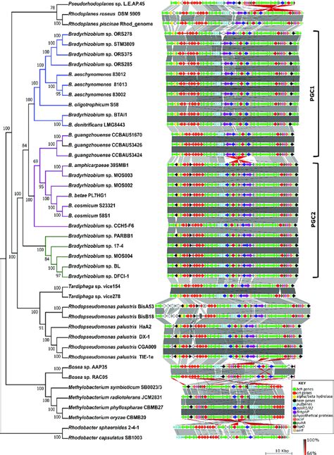 comparison of the photosynthesis gene clusters pgcs identified in