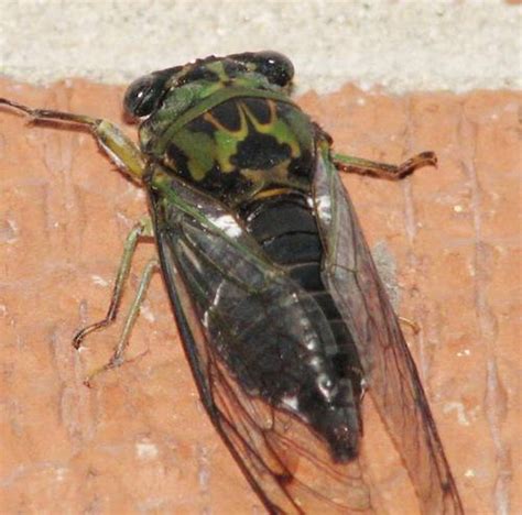 6 Cicada Bug Pictures Biological Science Picture Directory