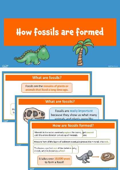 How Are Fossils Formed Year CGP Plus