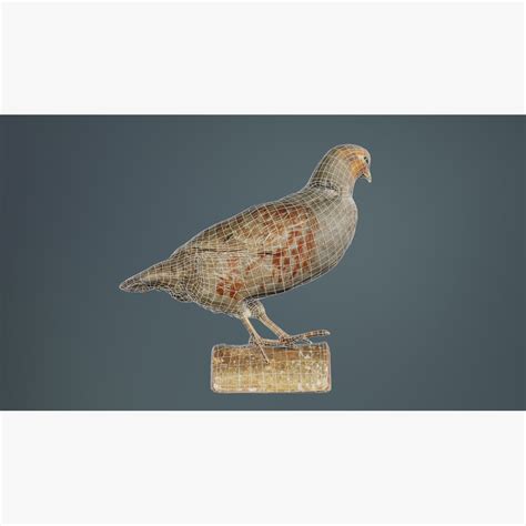 Partridge Galliform Perdicinae Phasianidae 3d Model Download