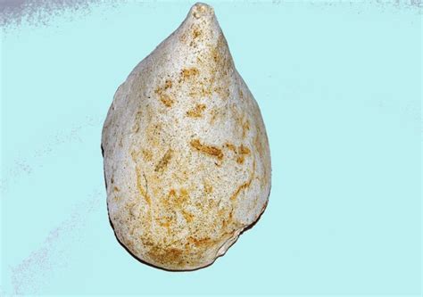Cone Shaped Fossil Sponge 11 X 7 X 10 Cm Catawiki