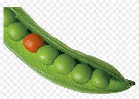 Single Cause Fallacy Ads Clipart 2704460 Pikpng