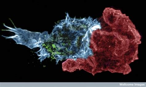 The Powerful Immune Synapse