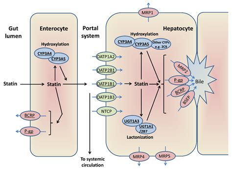 JCM Free Full Text Statin Related Myotoxicity A Comprehensive