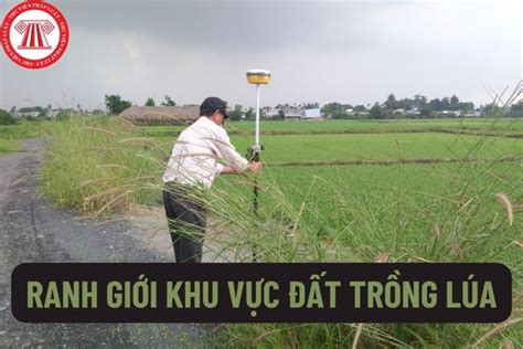 Ranh Giới Khu Vực đất Trồng Lúa Là Gì Xác định Ranh Giới Diện Tích đất Trồng Lúa Dựa Vào Yếu