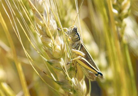 Grasshopper Numbers Middle Of The Road Vary Region To Region The