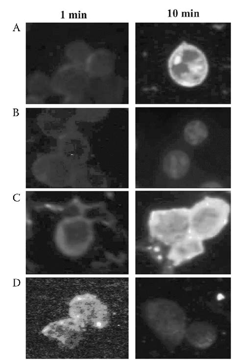 8 Effect Of Rlip76 On Egf Internalization Egf Binding And