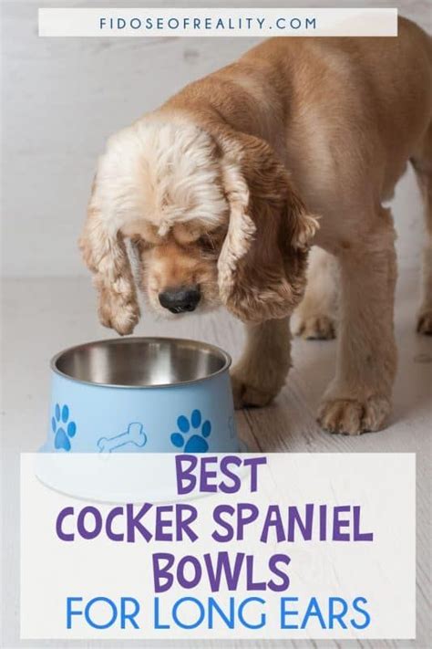 Cocker Spaniel Bowls Which Ones Are Best For Long Ears Fidose Of