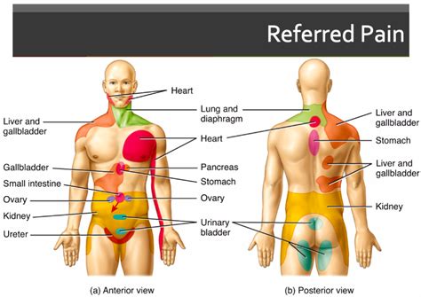 Sensory General Terms Diagram Quizlet