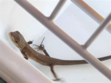 도마뱀도롱뇽 종류 알려주세요 지식in