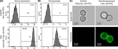 Complement C Interacts With The A Fumigatus Conidial Surface A Download Scientific Diagram