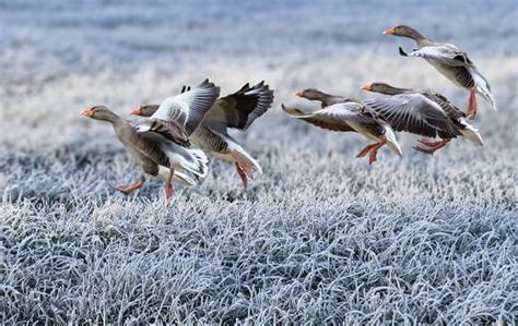 Gray Geese Approach Frost Grass Online Jigsaw Puzzles