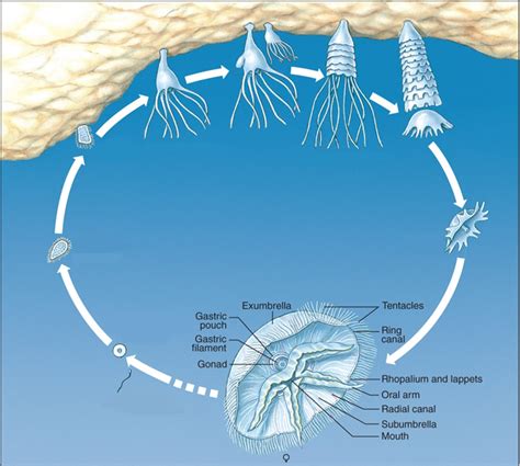 Scyphozoa Life Cycle Diagram Quizlet