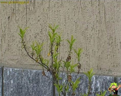 Forsizia Video Giardino Forsizia Video Giardinaggio