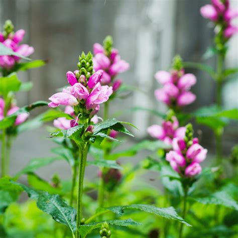 Turtlehead White Oak Gardens Cincinnati Oh
