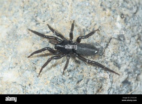 Female Zipper Spider Drassyllus Lutetianus Gnaphosidae Sussex Uk