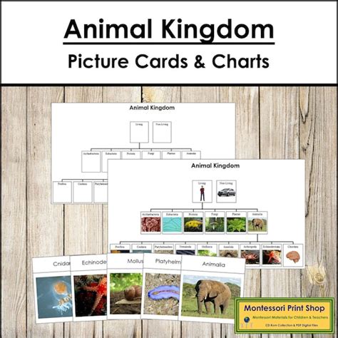 Animal Classification Chart Printable