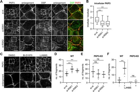 Rsk Knockdown And Inhibition Interfere With Pkp3 Localization At