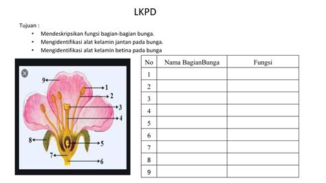 Bahan Ajar Sistem Reproduksi Tumbuhanpptx