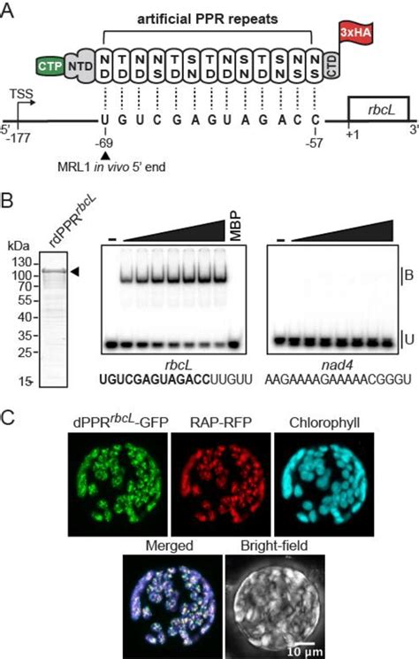 Engineering Of An Artificial Ppr Protein Dppr Rbcl Programmed To