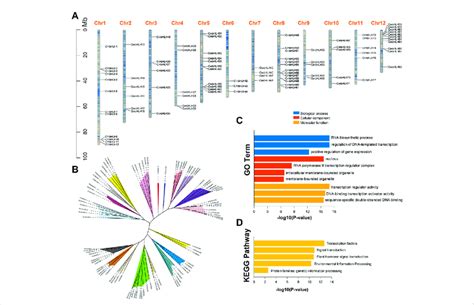 Chromosome Distribution Phylogenetic Analysis And Functional