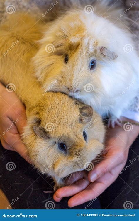 Spainlovely Two Years Old Red Abyssinian Guinea Pig And Long Hair
