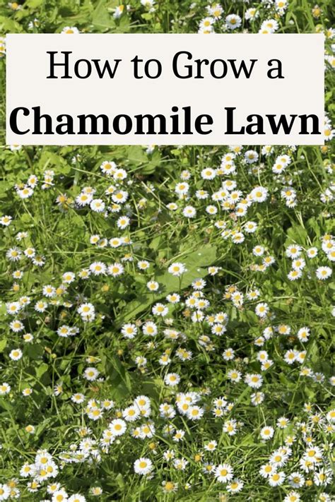 How To Grow A Chamomile Lawn Planting And Care Guide
