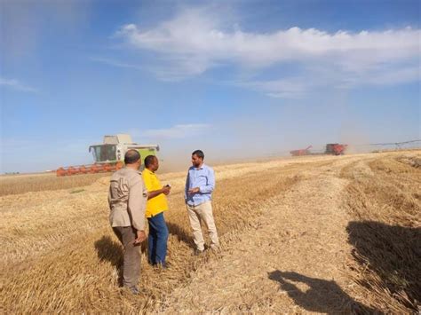 الزراعة تتابع حصاد وتوريد القمح فى أسوان زراعة مصر الأرض