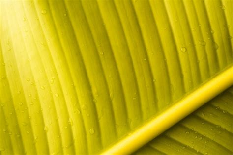 Feuille Verte De Banane Fraîche Photo Gratuite
