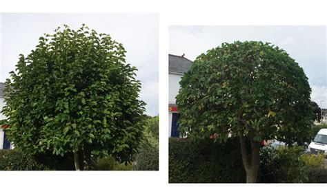 Tree Crown Reduction Tree Crown Lifting Services