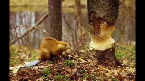 секрет бобра - YouTube