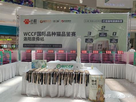 WCCF猫赛 一场名猫荟萃的品鉴盛宴心粮带你一次看个够 知乎