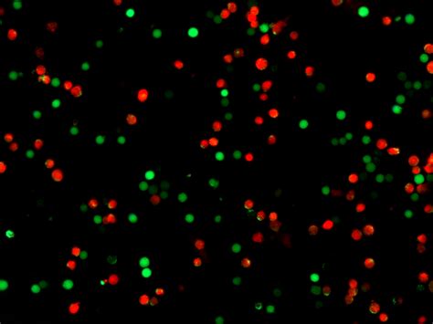 活 死细胞染色试剂盒 Calcein AM EthD I法 PF00008 Proteintech