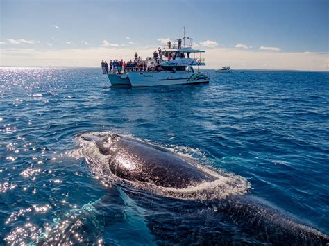 Hervey Bay Whale Watching Swim With Whales Half Day Cruise