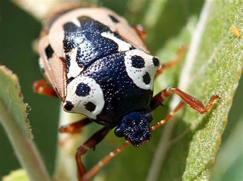 18 Stink Bugs In Texas With Pictures And Identification