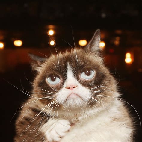 Grumpy Cat Memes Taylor Swift
