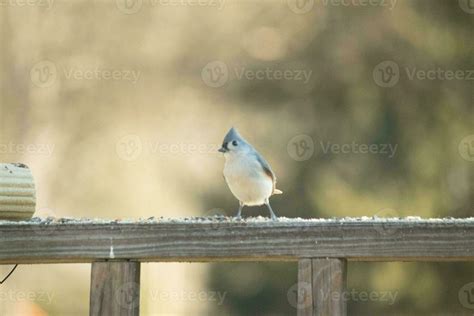 This Little Tufted Titmouse Sat Perched On The Wooden Railing Looking