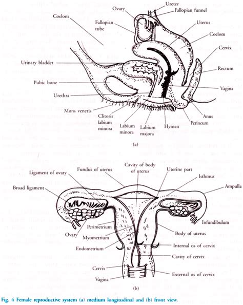 Female Reproductive System Labelled Diagram Alternator