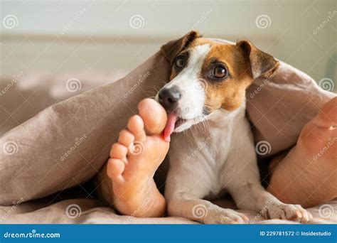 De Hondenhefboom Russell Doodsbang Ligt Bij De Minnares Op Het Bed En