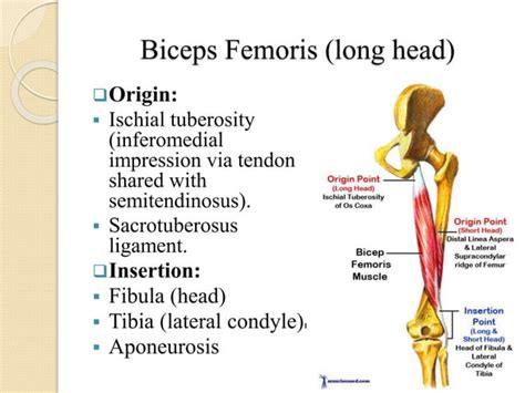 Mmt F0r Hip Ppt