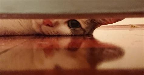Overly Attached Cat Album On Imgur