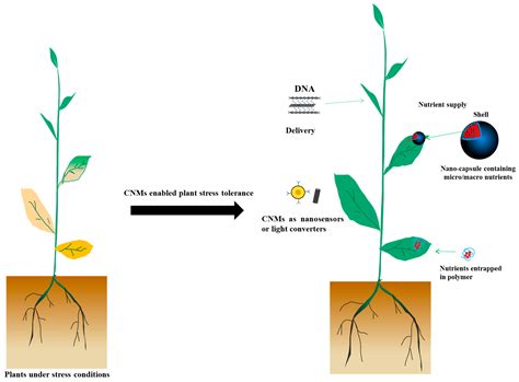 Plants Free Full Text Carbon Based Nanomaterials For Sustainable