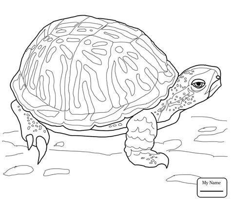 Alligator Snapping Turtle Coloring Page Coloring Pages Porn Sex Picture